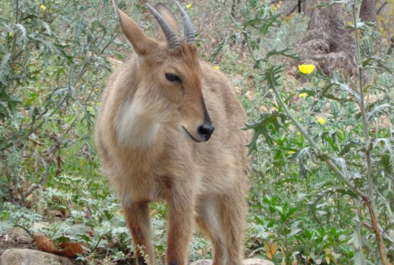 Malsi Deer Park, Dehradun - Entry Fee, Visit Timings, Things To Do ...