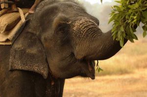 Wildlife Conservation Efforts In India - Trans India Travels